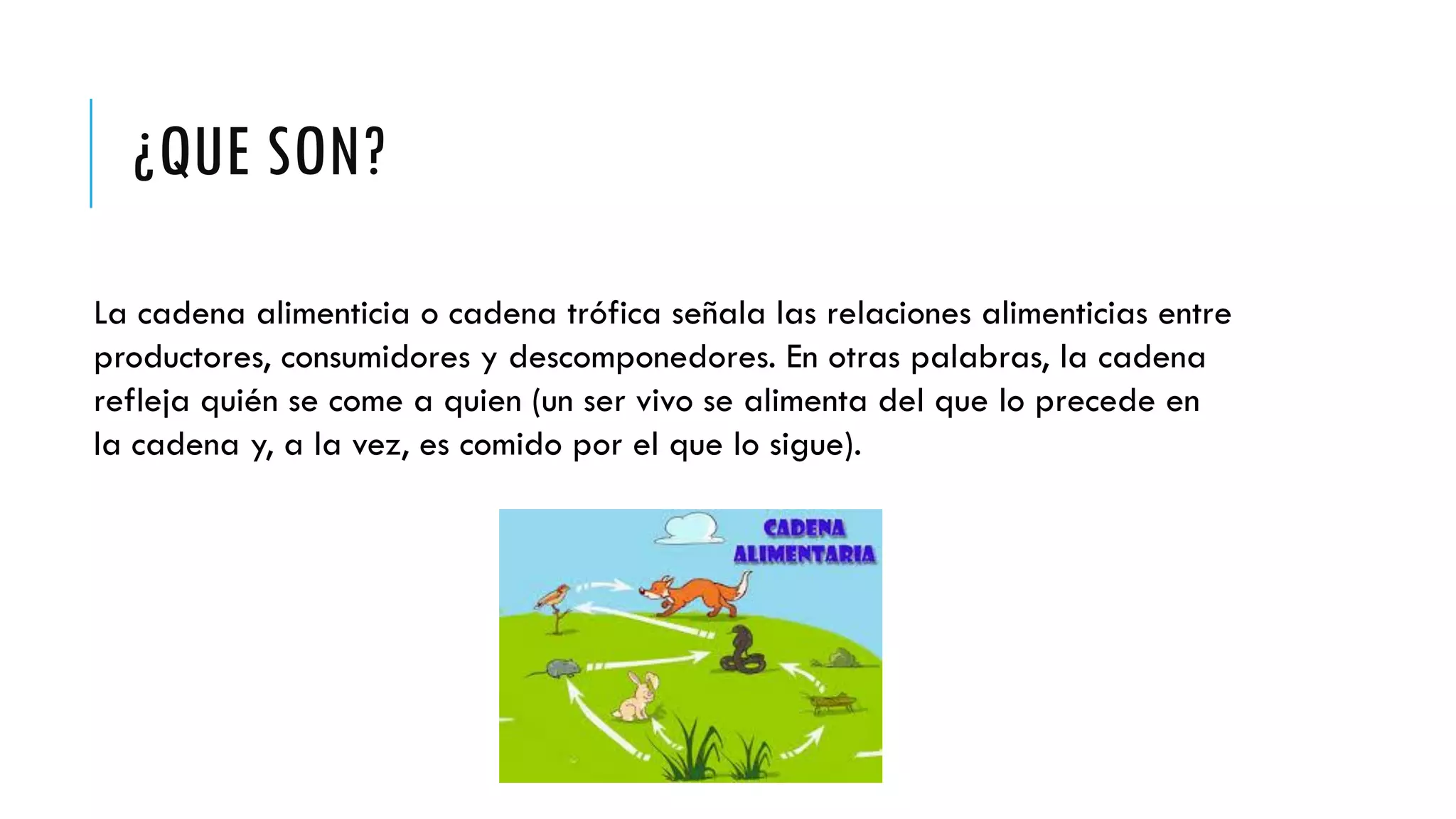 Las cadenas alimenticias | PPT