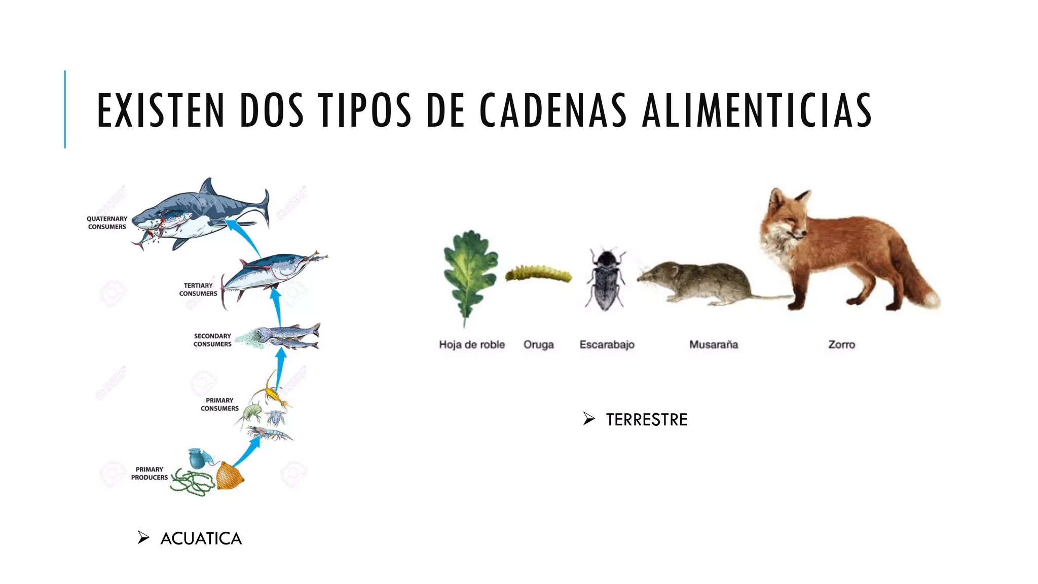 Las cadenas alimenticias | PPT