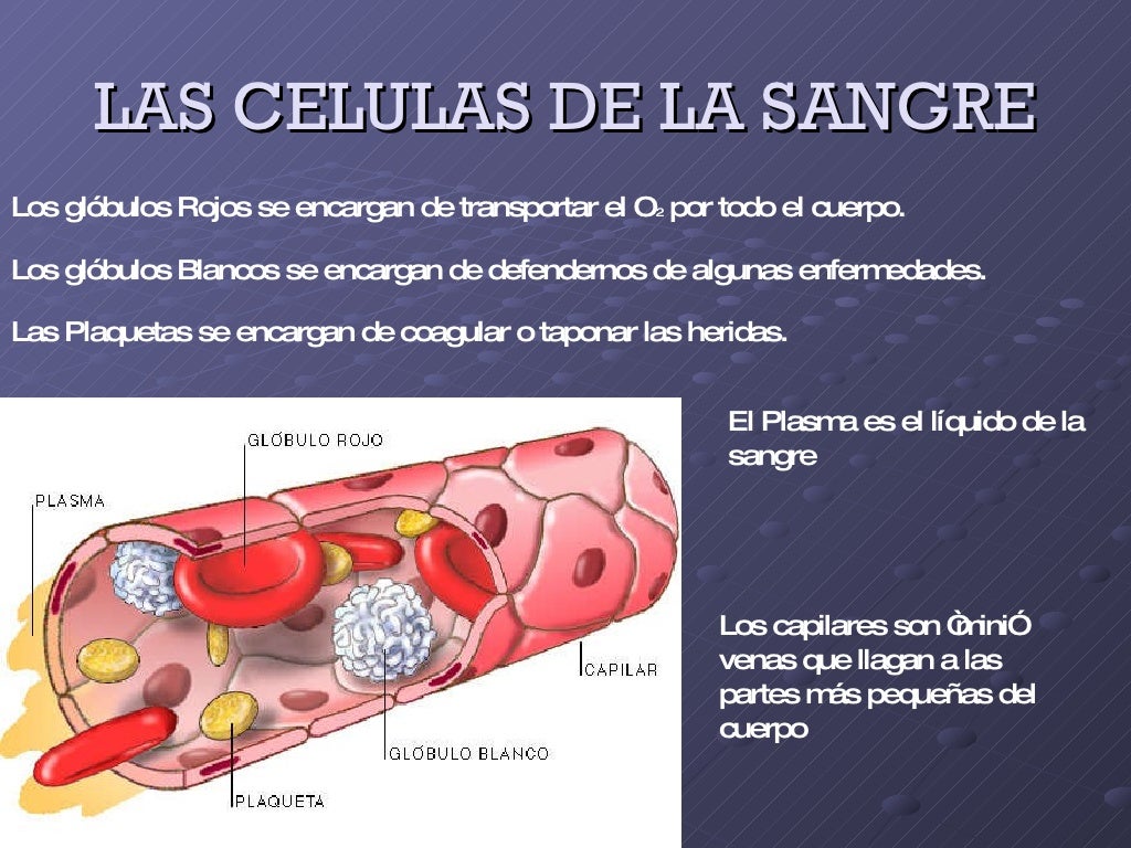 Las celulas de_la_sangre