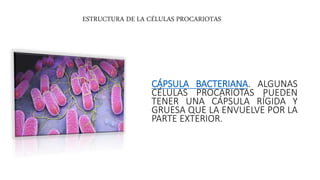 Las celulas eucariota y procariota | PPTX