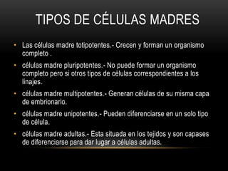 Las celulas madres alexandra ochoa y luis tasayco | PPTX