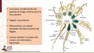 LAS CELULAS SEXUALES ginecologia y obstet | PPTX