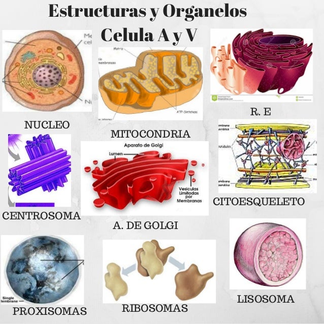 Que Tipos De Celulas Hay Y En Que Se Diferencian - vrogue.co Que Tipos De Celulas Hay Y En Que Se Diferencian - vrogue.co