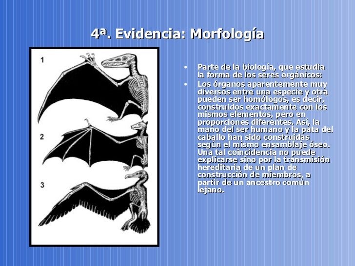 Las Cinco Evidencias De La EvolucióN SegúN Darwin Las Cinco Evidencias De La EvolucióN SegúN Darwin