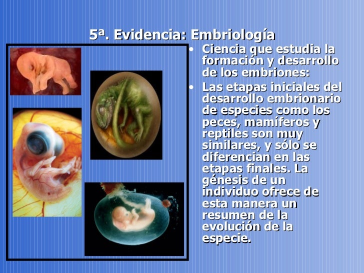 Las Cinco Evidencias De La EvolucióN SegúN Darwin Las Cinco Evidencias De La EvolucióN SegúN Darwin