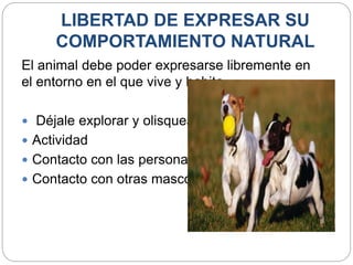 Las cinco libertades BIENESTAR ANIMAL | PPTX