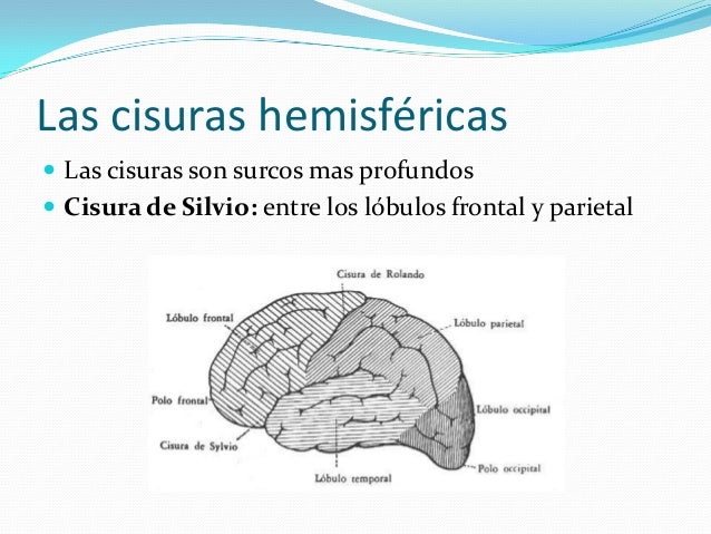 Las cisuras hemisféricas