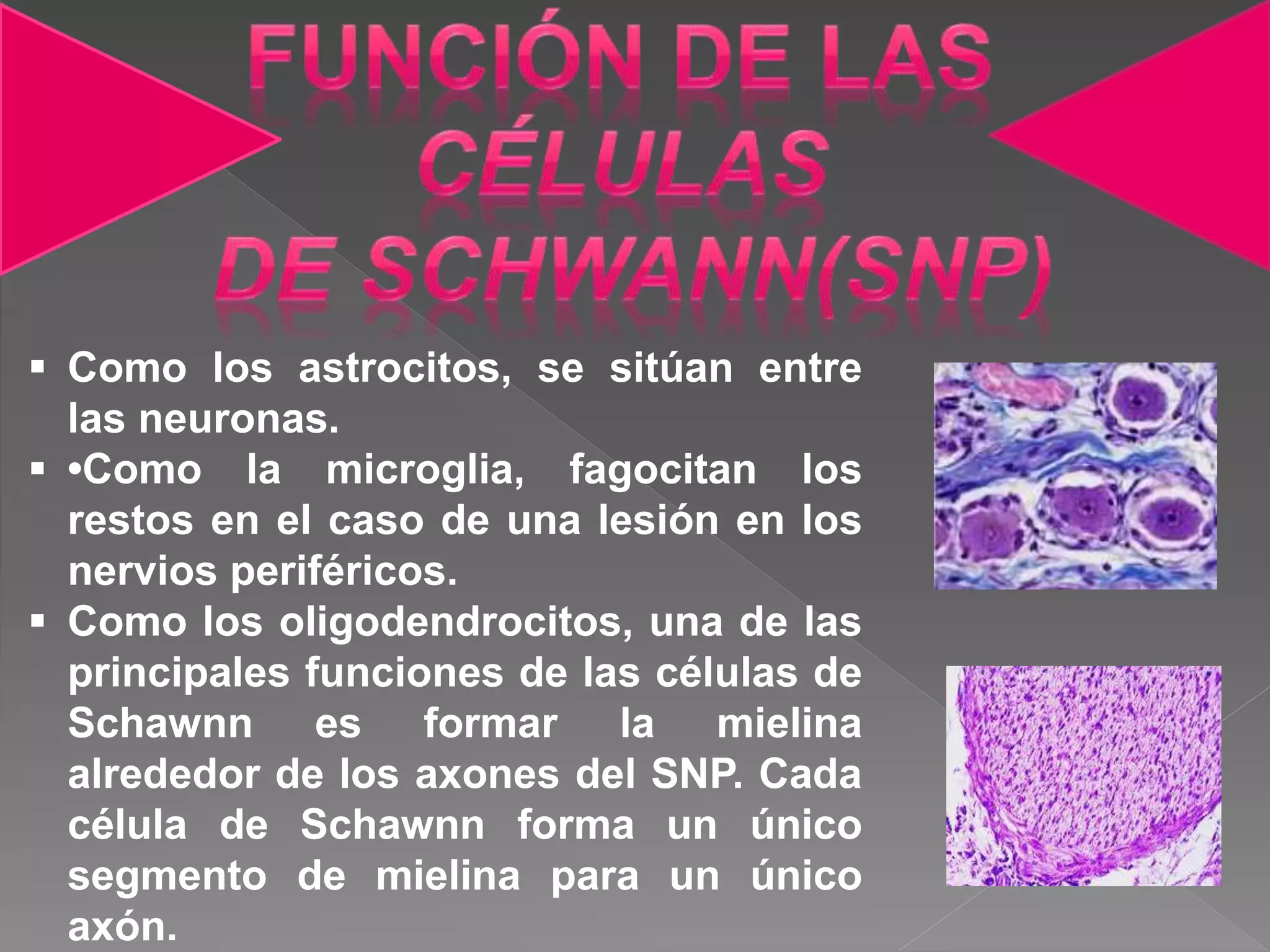 LAS CÉLULAS GLIALES | PPTX