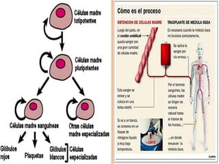 Las CéLulas Madres | PPT