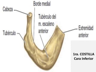 Las costillas | PPTX