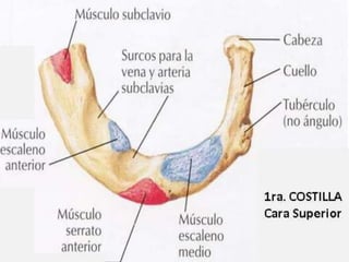 Las costillas | PPTX