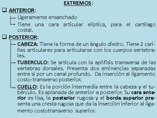 Las costillas | PPTX