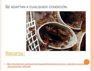 Las cucarachas | PPTX