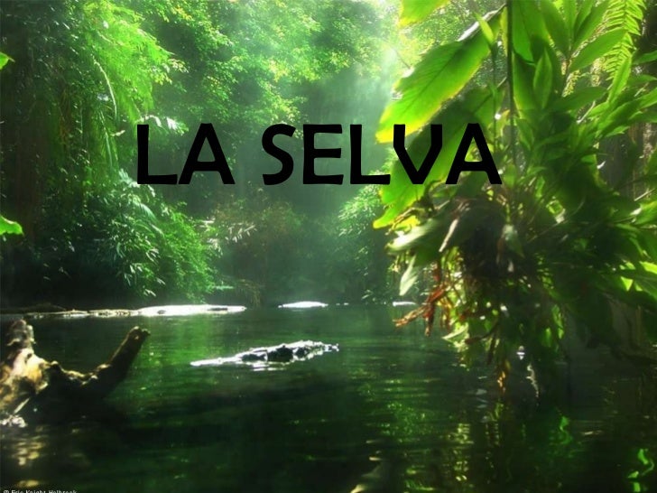 Imagenes de selva - Imagui