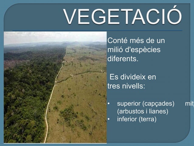 La selva amazònica berenguer | PPT