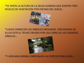 La selva húmeda y seca | PPT