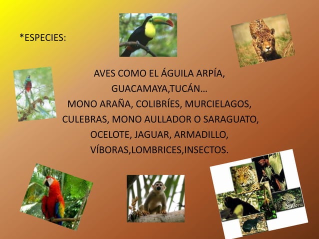 La selva húmeda y seca