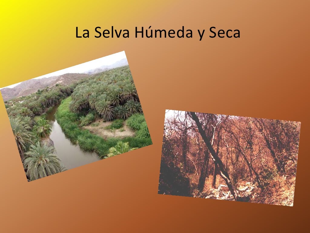 La selva húmeda y seca