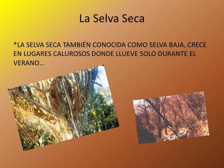 La selva húmeda y seca