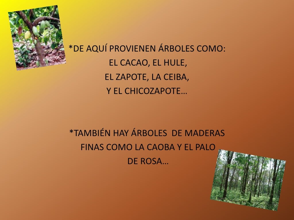 La selva húmeda y seca