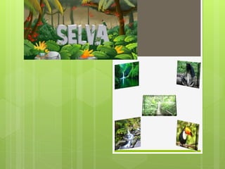 La selva | PPT