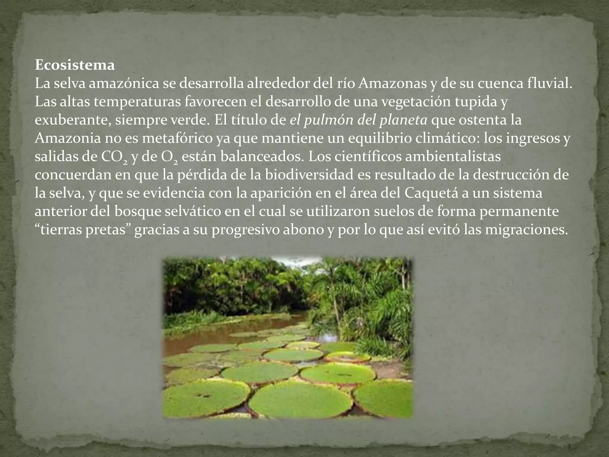 La Selva Peruana | PPTX