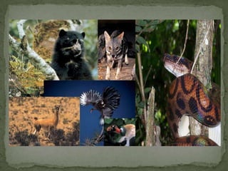 La Selva Peruana | PPTX