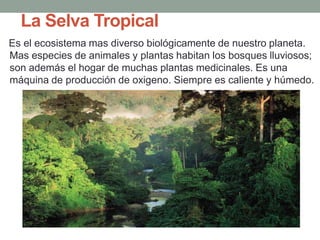 Vegetación De La Selva Tropical Ecuatorial