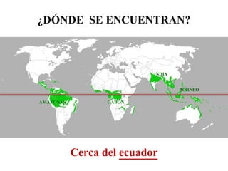 Mapa De La Selva Tropical