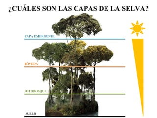 La selva tropical | PPT