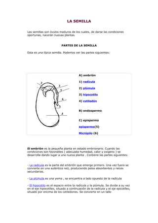 La Semilla | DOC