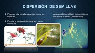 La semilla | PPTX