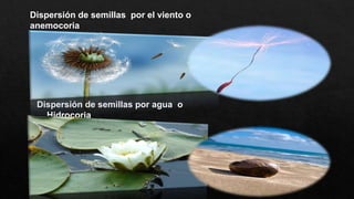 La semilla | PPTX