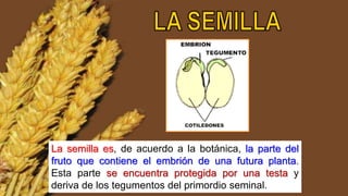 La semilla | PPTX