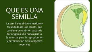 la semilla, que es, definición y sus partes.pptx