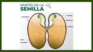la semilla, que es, definición y sus partes.pptx