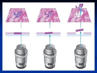 laser microdissection.ppt ORAL PATHOLOGY | PPT