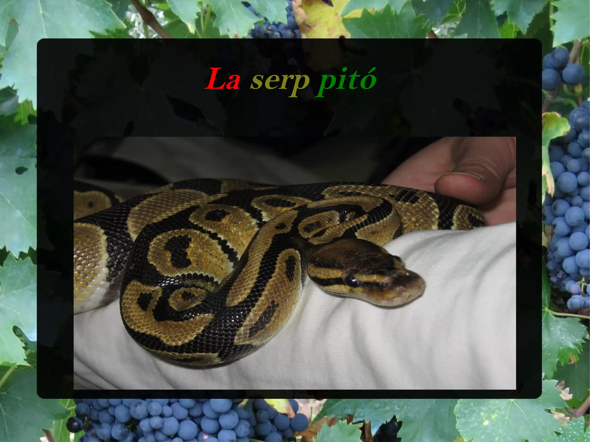 La serp pitó (Andrea) | ODP