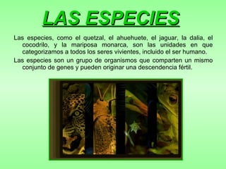 Las Especies Y La Especiacion | PPT