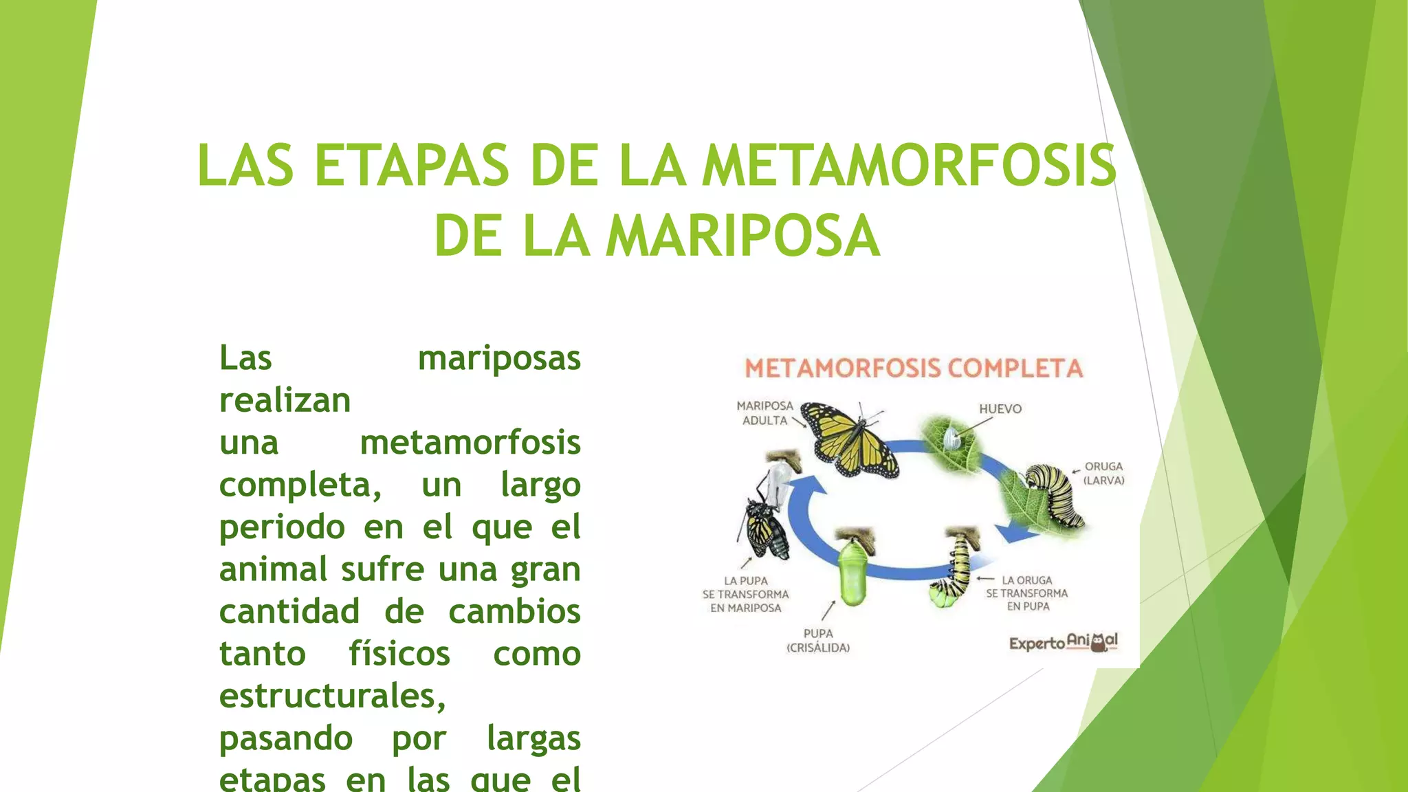 Las etapas de la metamorfosis de la mariposa | PPTX