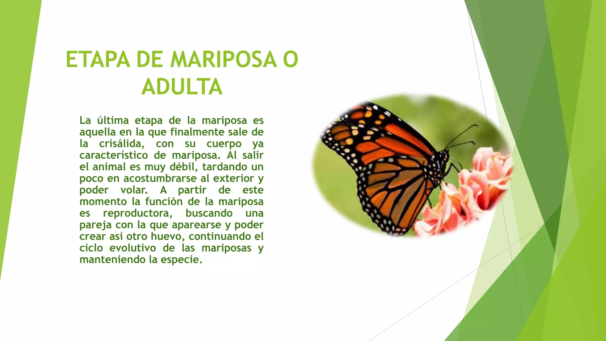 Las etapas de la metamorfosis de la mariposa | PPTX