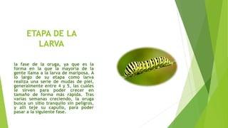 Las etapas de la metamorfosis de la mariposa | PPTX