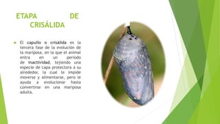 Las etapas de la metamorfosis de la mariposa | PPTX