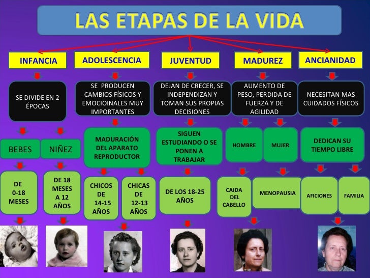Etapas De La Vida