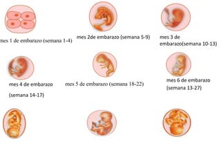 Desarrollo Fetal Semana A Semana SEGUNDO TRIMESTRE DE EMBARAZO.pdf
