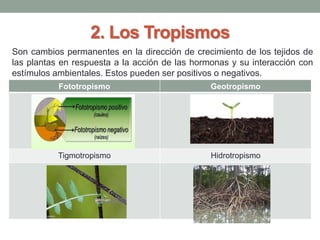 Las funciones vitales | PPTX