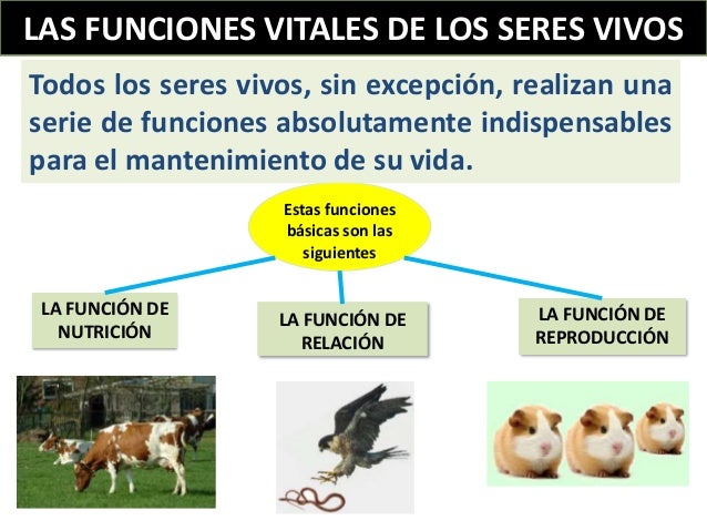 Ciencias Naturales: Funciones vitales de los seres vivos