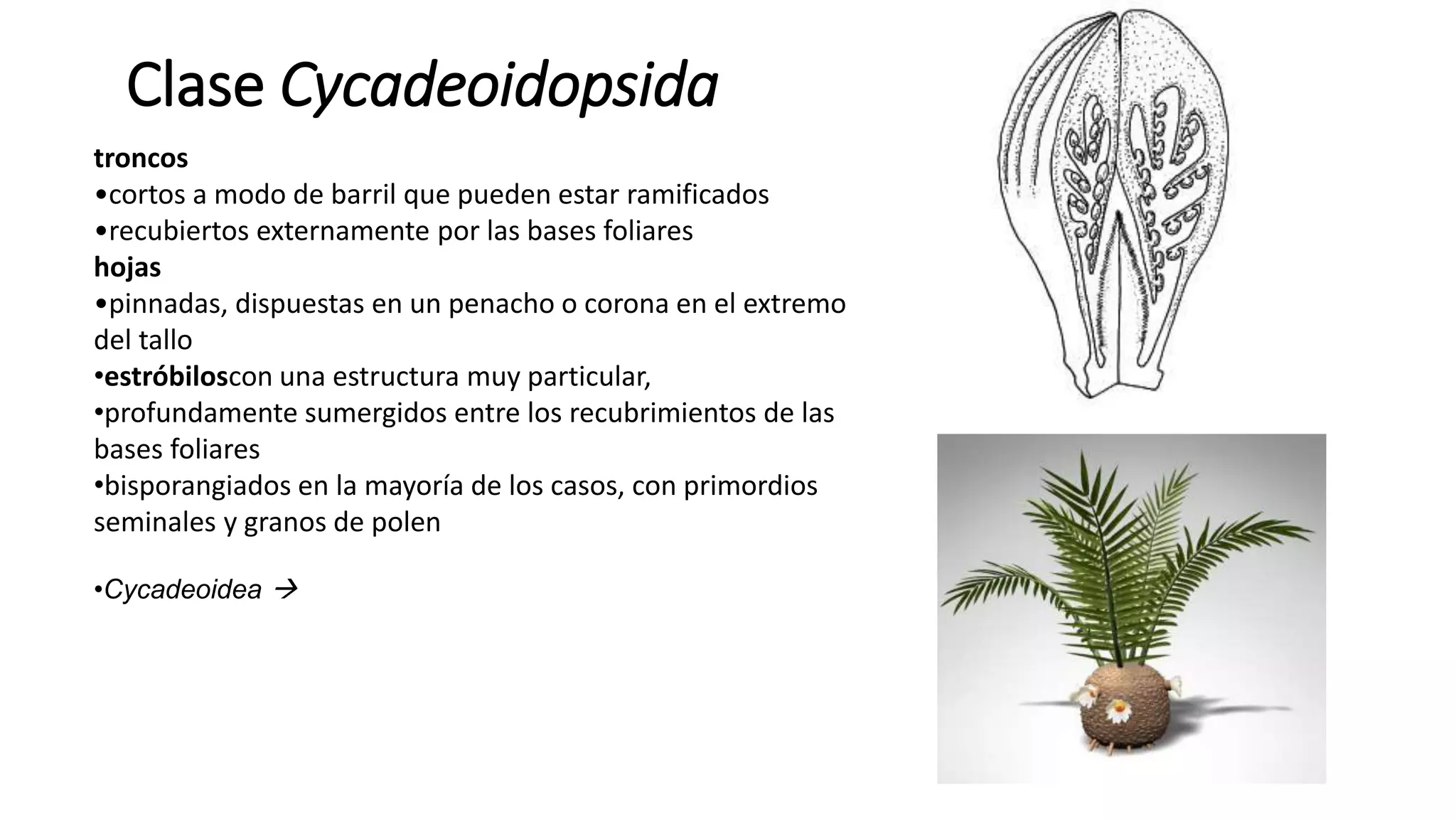Las gimnospermas por Diana Collaguaso | PPTX