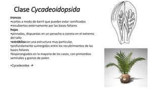 Las gimnospermas por Diana Collaguaso | PPTX