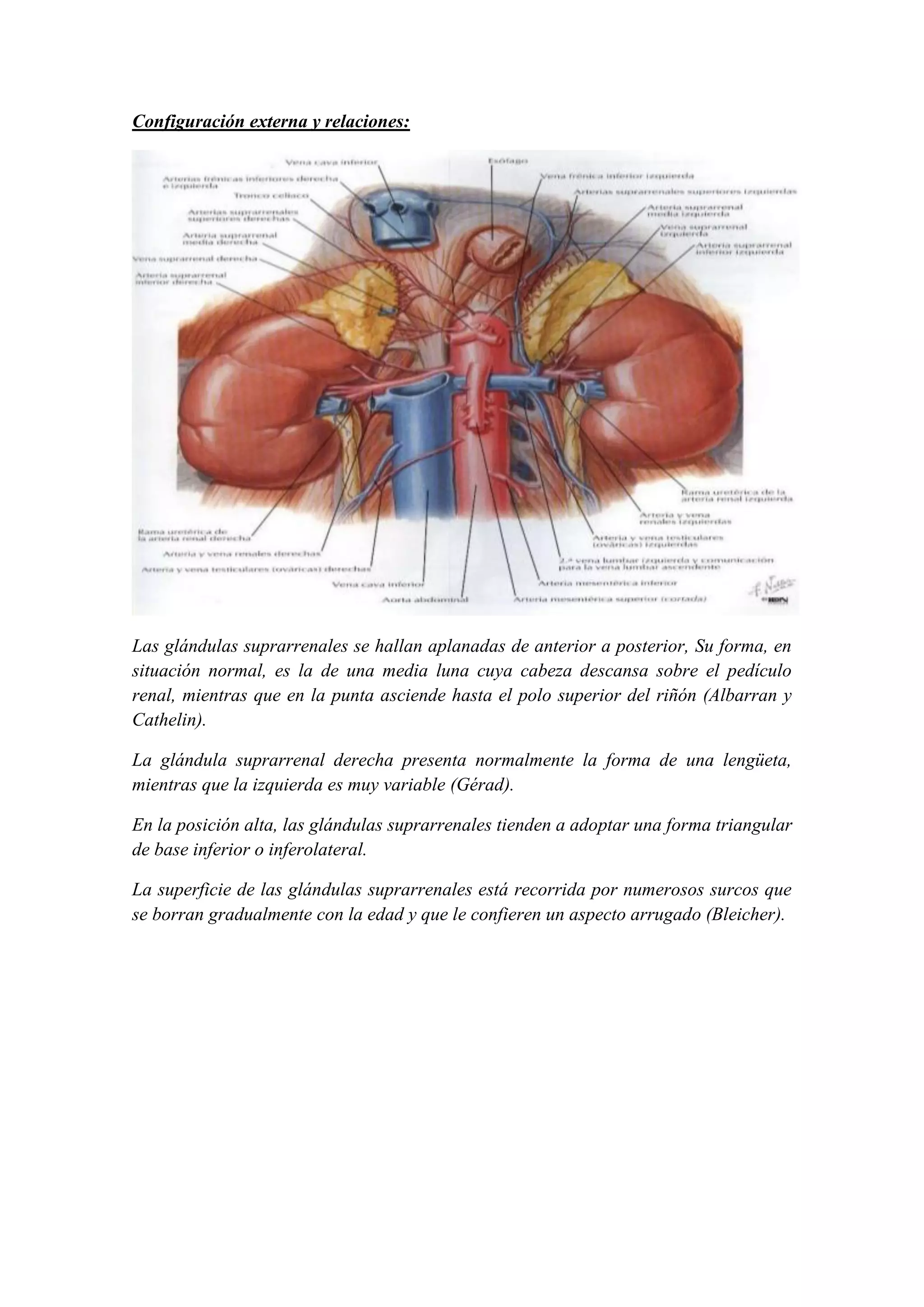 Ubicación De Las Glándulas Suprarrenales En Los Humanos
